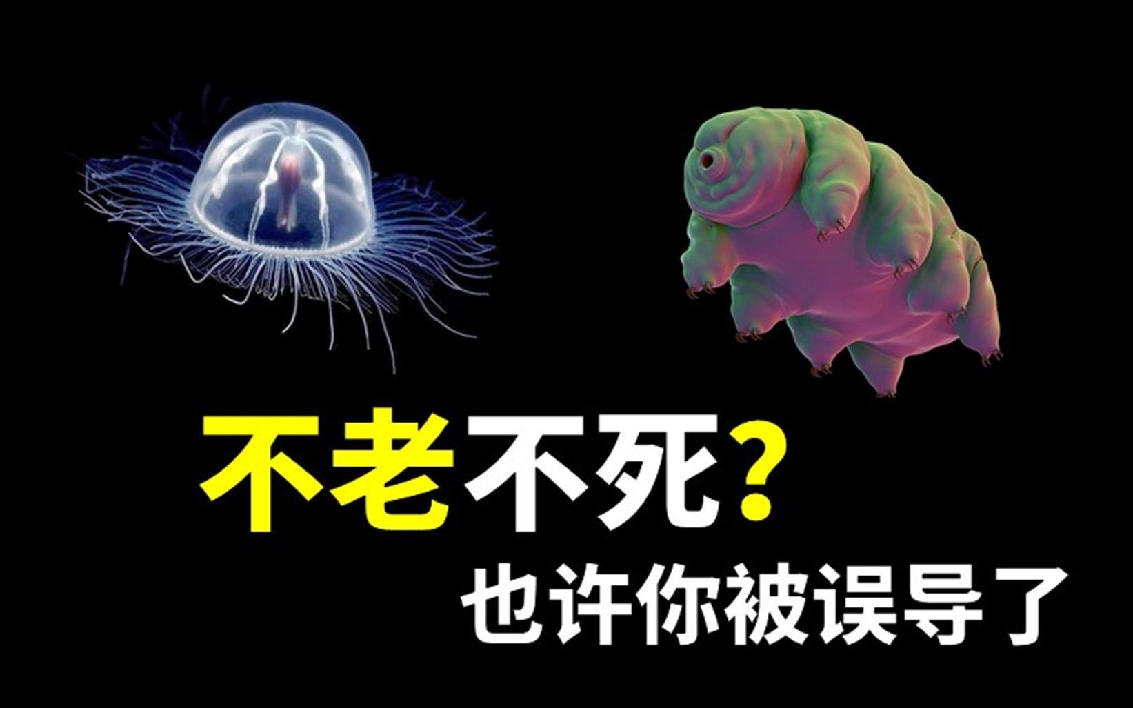 灯塔水母真的能“长生不老”吗?网红“不死之身”“水熊虫”到底能...