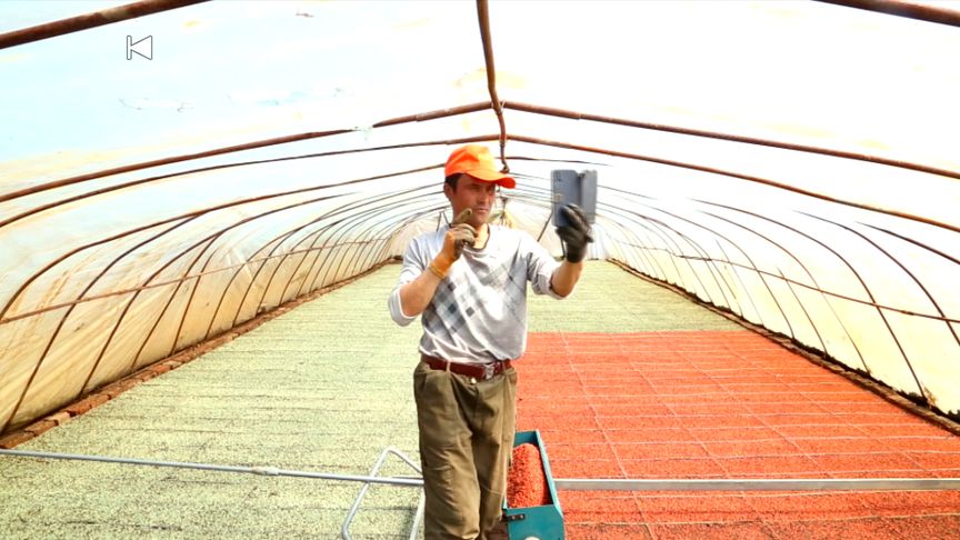 水稻种在我家 东北大米长成记纪实之一 水稻播种