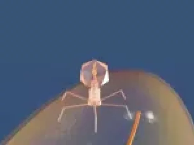 高中生物动画3D视频生命的基本单位细胞:噬菌体侵染细菌示意图