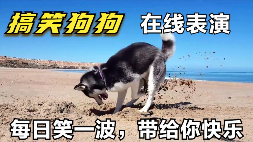 搞笑狗狗,在线表演,欢乐一刻,有你有我~