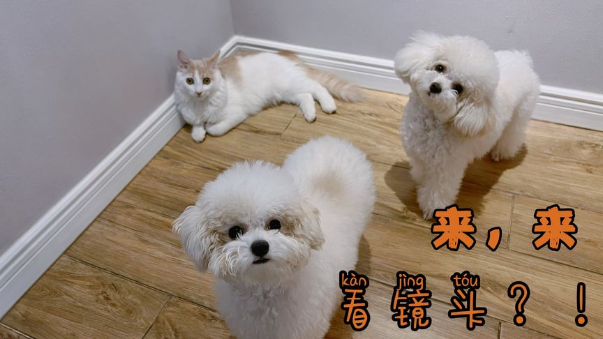 班级里太多感冒咳嗽的,孩子一个月被传染两次,只能停课在家了。