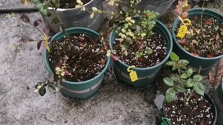 植树节记录新手种的月季、菊花和蓝莓生长情况。