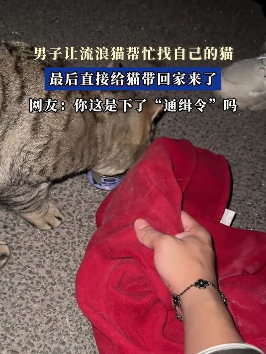 男子让流浪猫帮忙找自己的猫,最后直接给猫带回家来了