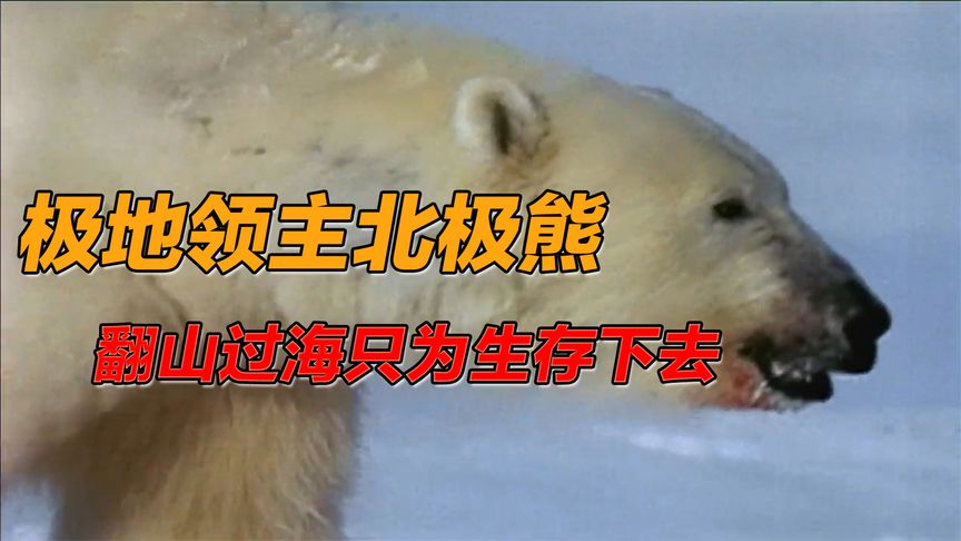 消失的冰川,匮乏的食物,食物链顶端的北极熊该怎样生存下去
