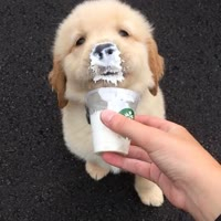 金毛臭臭成长记 