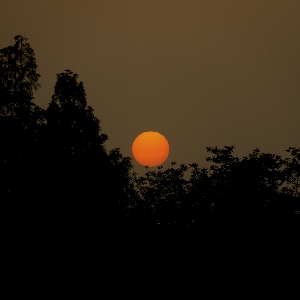 洛阳花开叶却落 