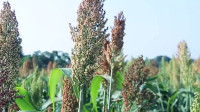 黍、粟、谷有什么区别?如何来区分呢?都有着何用途呢?