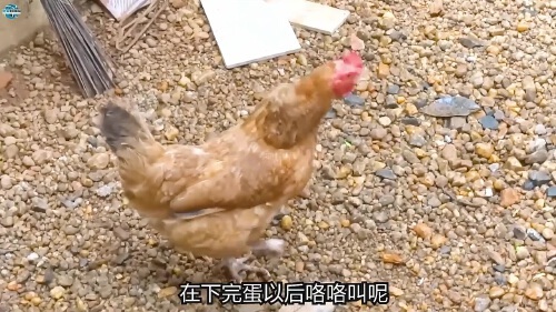 母鸡下完蛋,为何总喜欢咯咯叫看完视频就懂了科普鸡涨知识