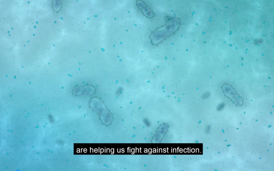 聪明的细胞生产“毒馒头”来招待入侵的细菌