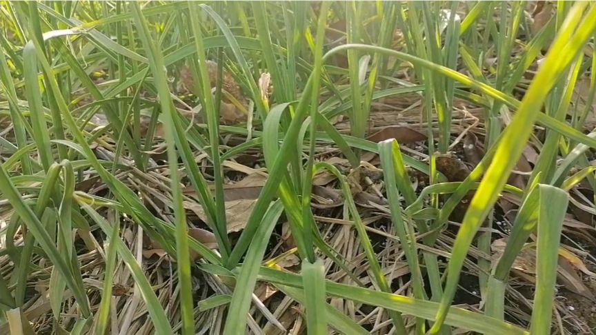 种植大蒜浇水有学问,是多浇还是少浇为好,看完视频你就明白