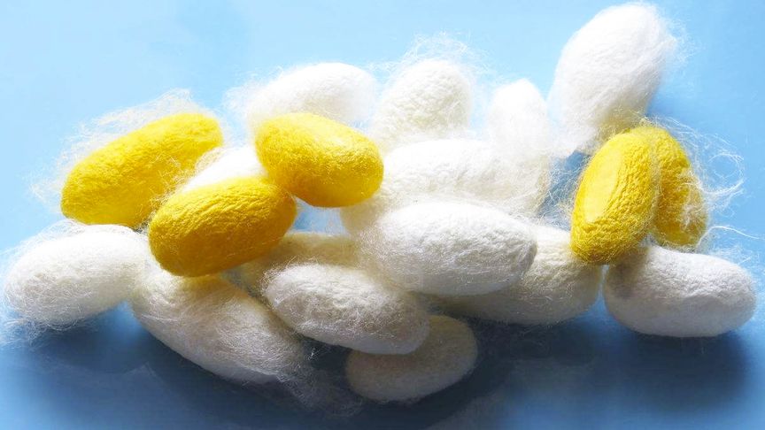 蚕茧是如何抽丝并制成丝绸的,这个视频解开我多年的疑惑