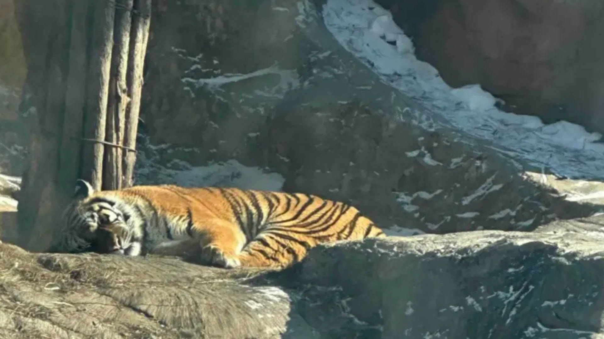 真吃不动了!4000多人投喂,哈尔滨300多只东北虎开始"轻断食"