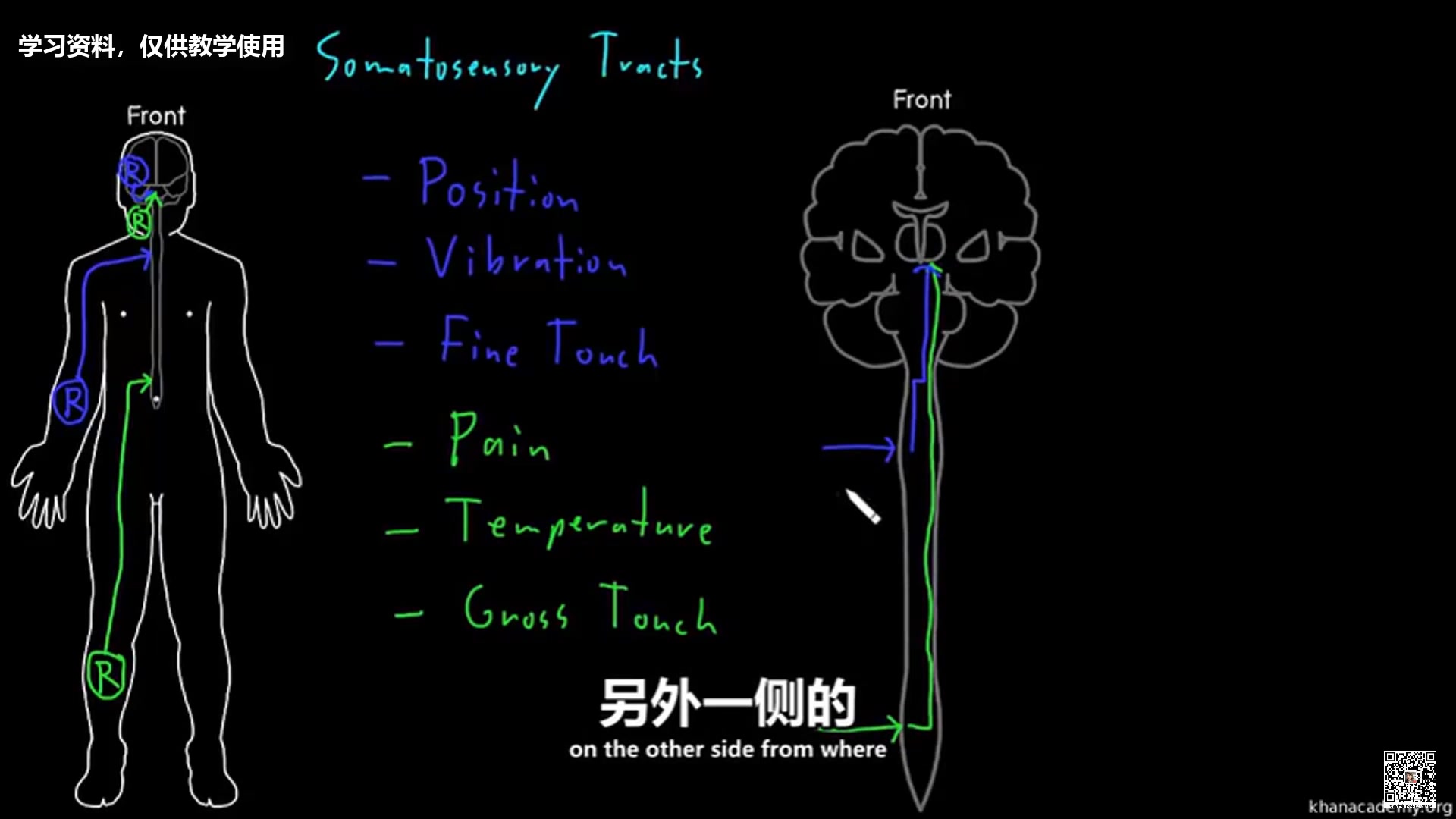 体感神经束和头痛的原因