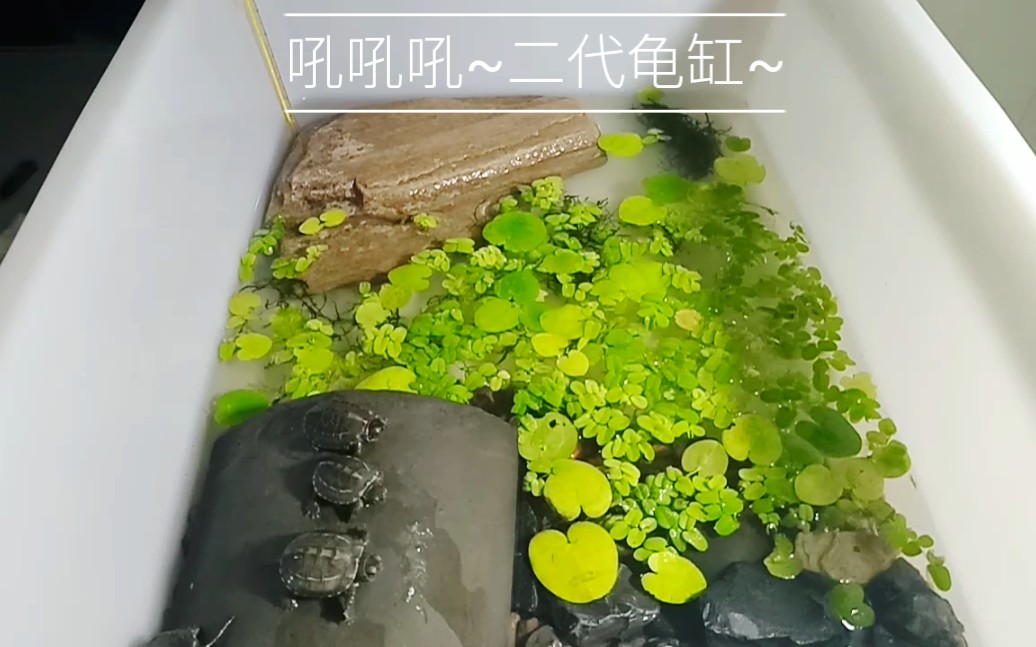 【草龟~】净浊自制的二代龟缸。无过滤无打氧。确定不来看一看嘛?