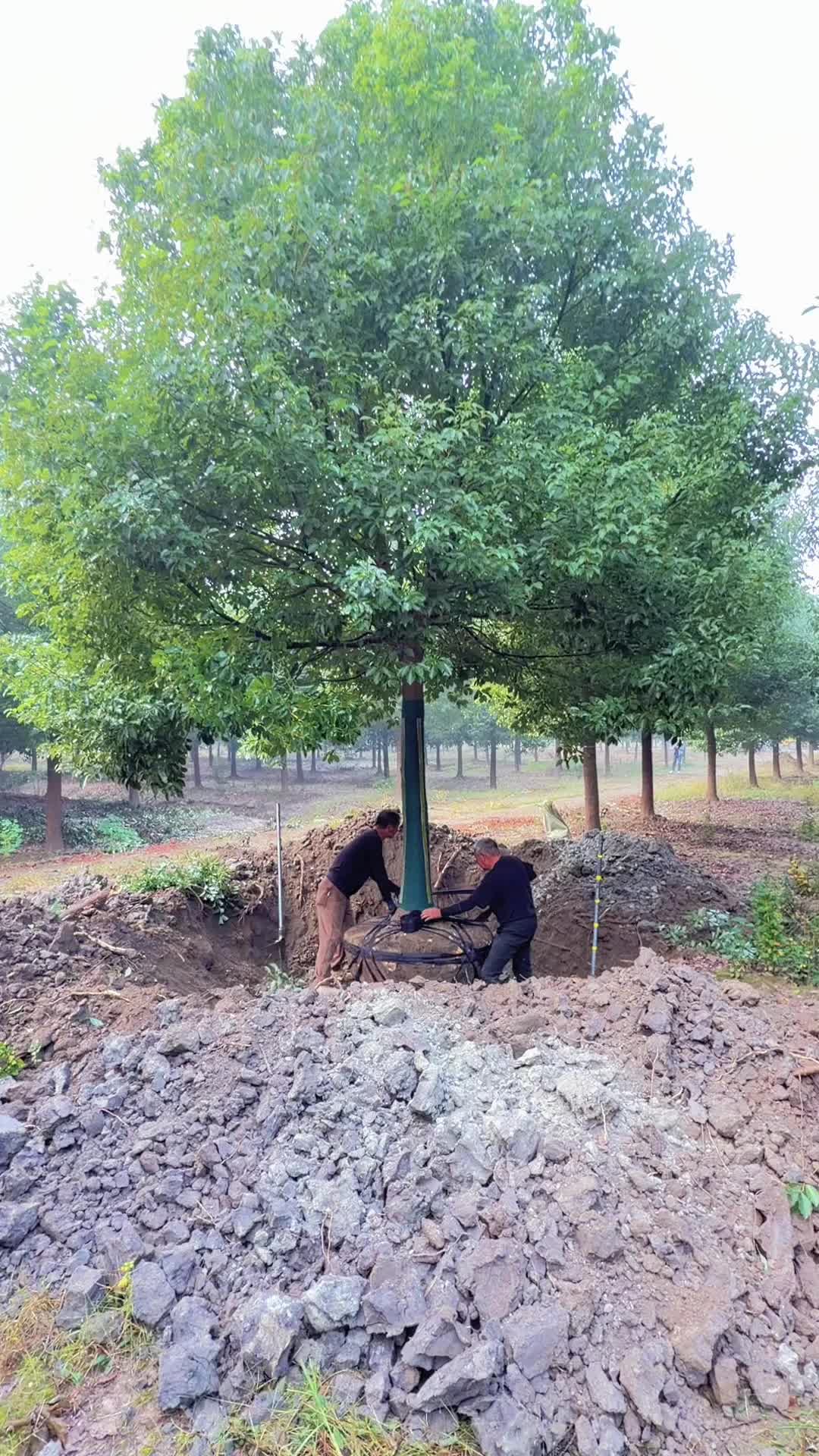 精品香樟开始开园了!#香樟树基地 #香樟树