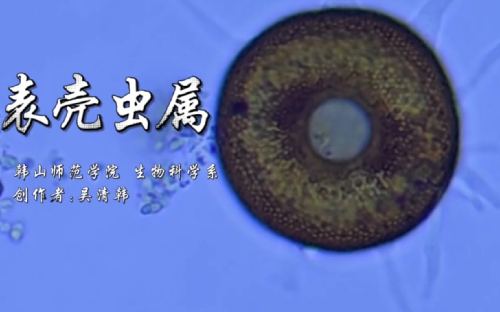 原生动物——表壳虫属