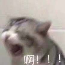 我真不吃酸菠萝 