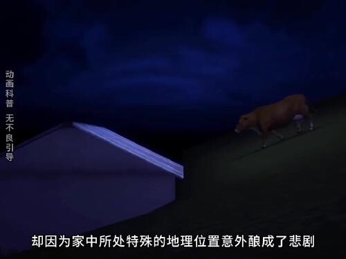 这些意外事故太可怕了,3000斤老牛从天而降,巴西男子被砸死动画科普奇