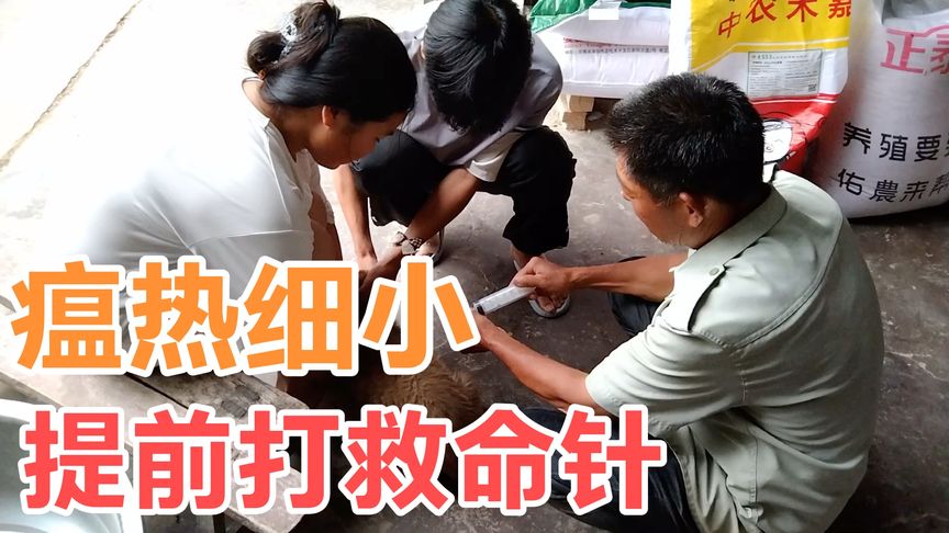 狗狗得犬瘟热细小病毒的原因,提前发现下药治疗,避免狗狗死亡