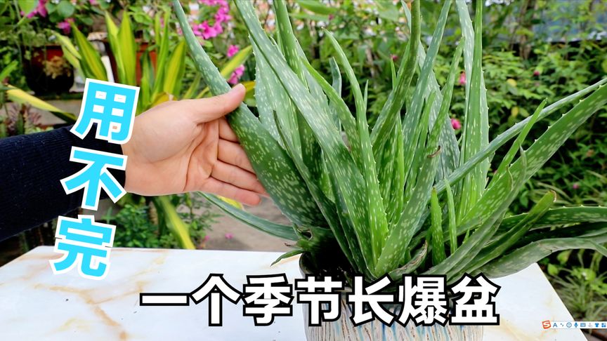 家养芦荟有技巧，掌握好它的“习性”，一个季节长爆盆