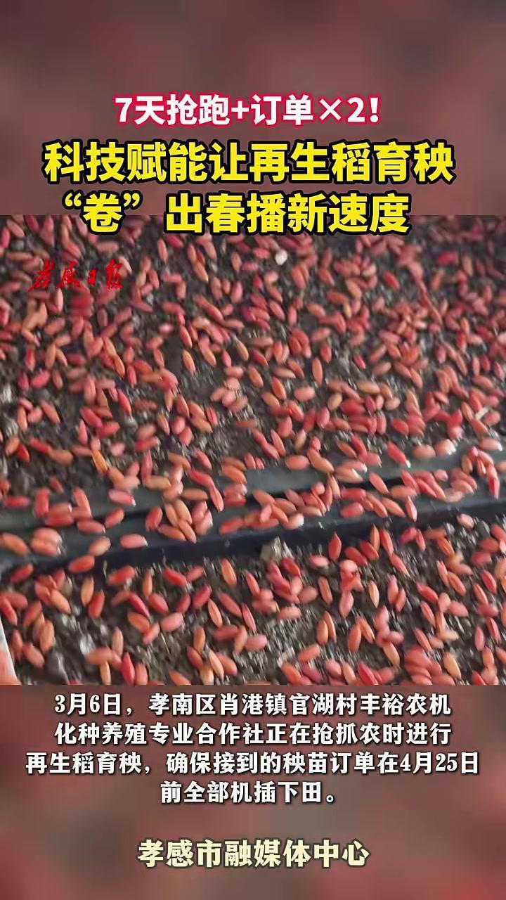 7天抢跑+订单×2!科技赋能让再生稻育秧"卷"出春耕新速度(记者徐文...
