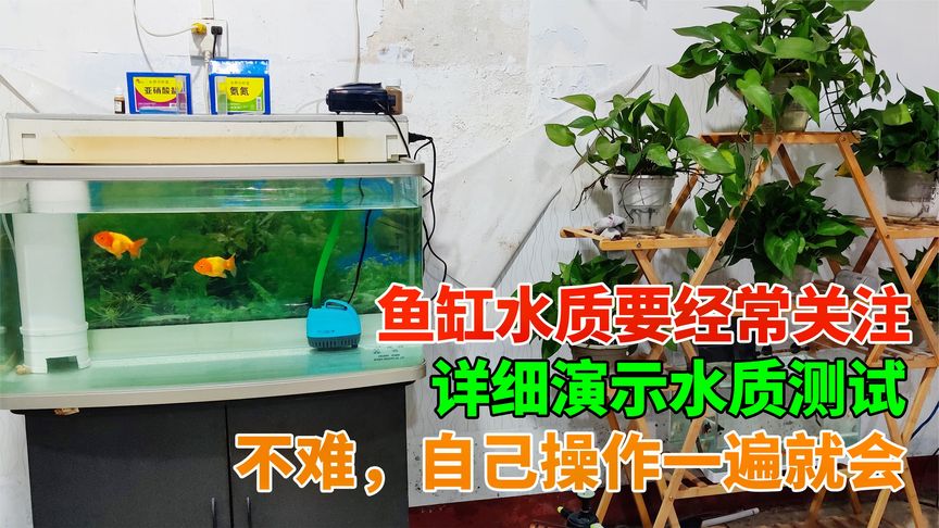 详细演示鱼缸水质检测方法,自己操作一遍就会,常关注,养鱼不慌