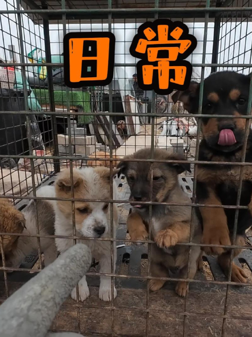 农村狗狗小院! 带大家看看院子里的小狗狗们!给你们介绍介绍他们!