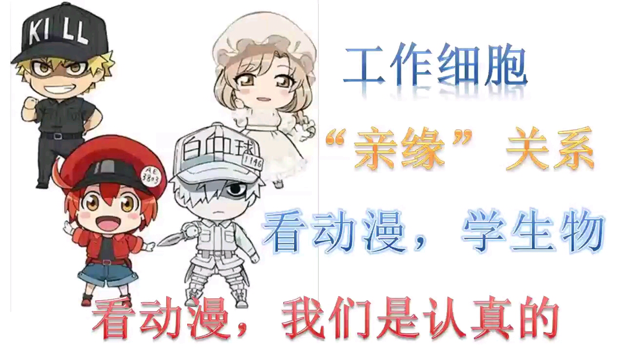 工作细胞——看动漫学生物:血小板、红血球与白血球的“亲缘“关系