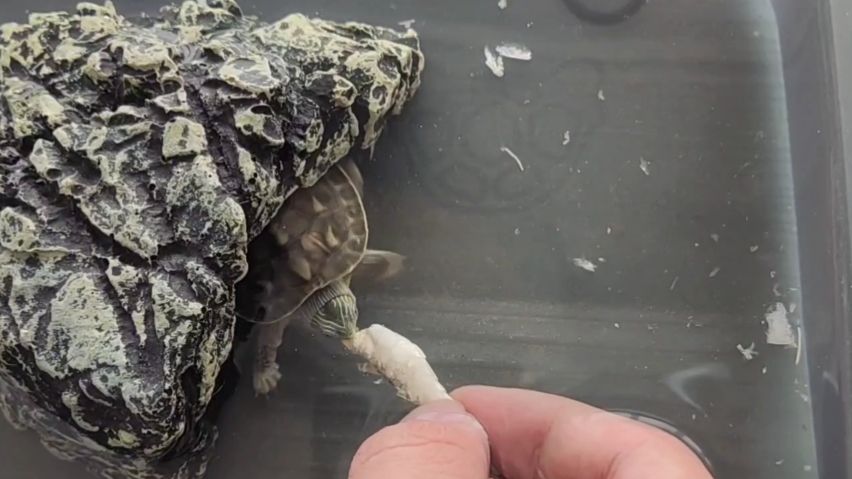 和乌龟培养感情的好办法!拿虾干钓小乌龟咯