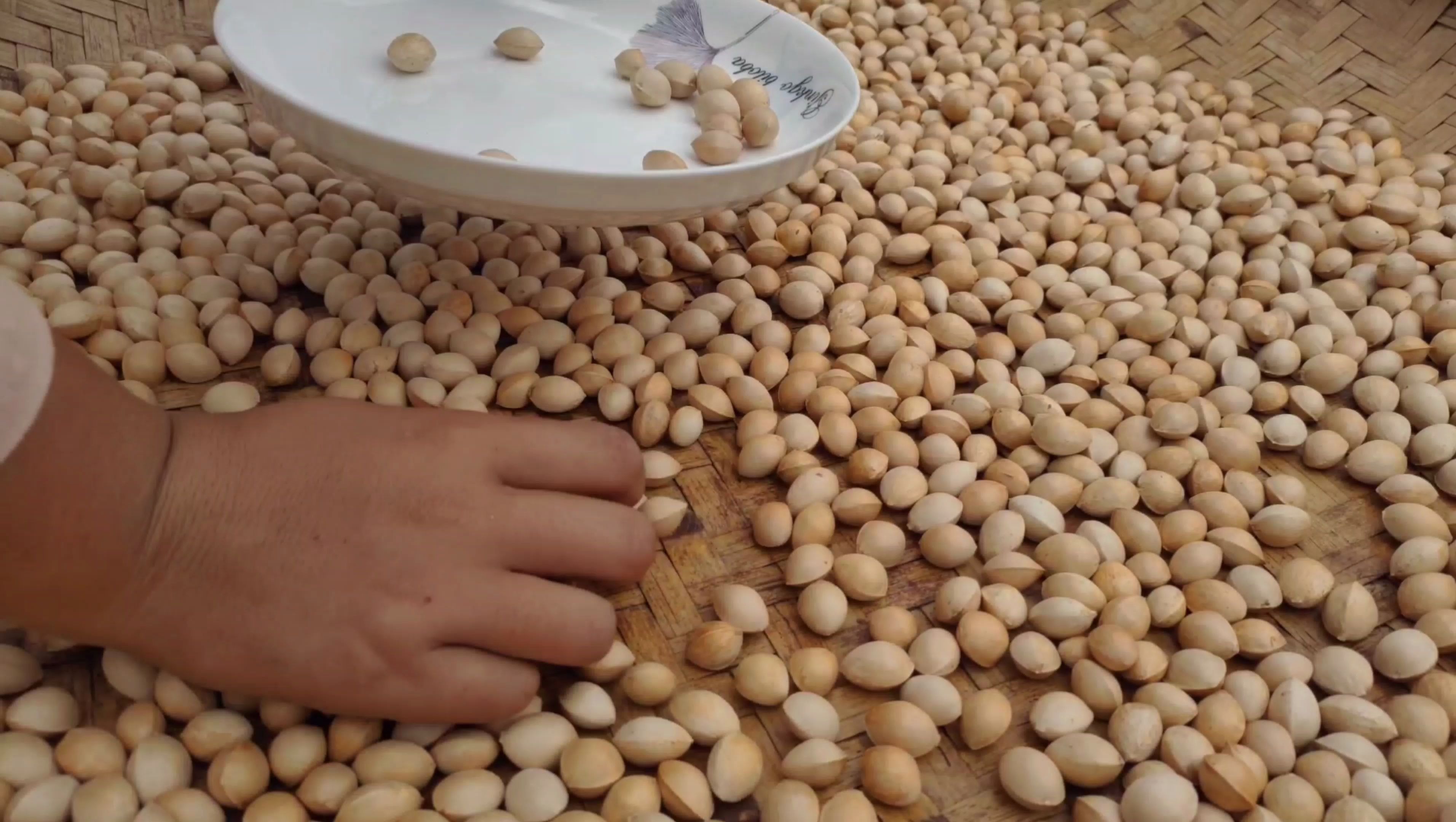 白果又名公孙果,据说20年以上才会开花结果,今年是硕果累累!