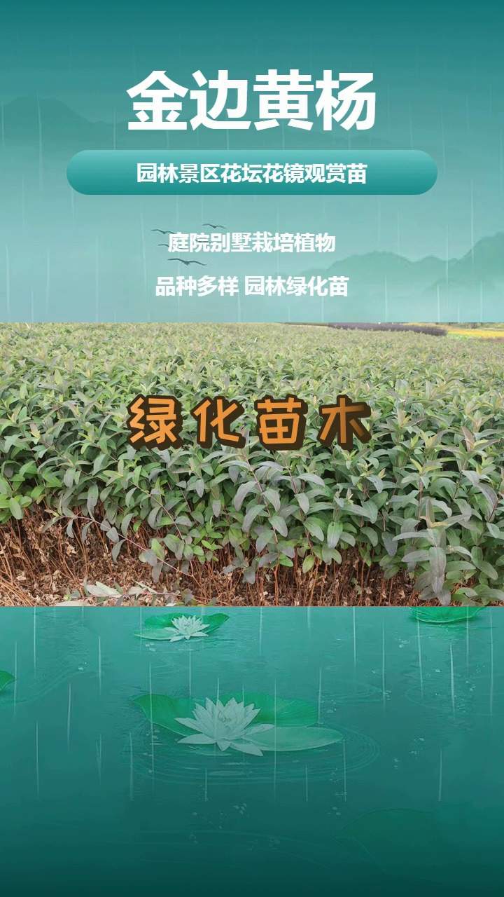金边黄杨 园林绿化工程苗 绿篱花坛造型美观 #绿化苗木 #安徽绿化...