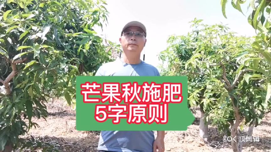 百色芒果秋施基肥五项原则#芒果秋冬肥#芒果栽培管理新技术