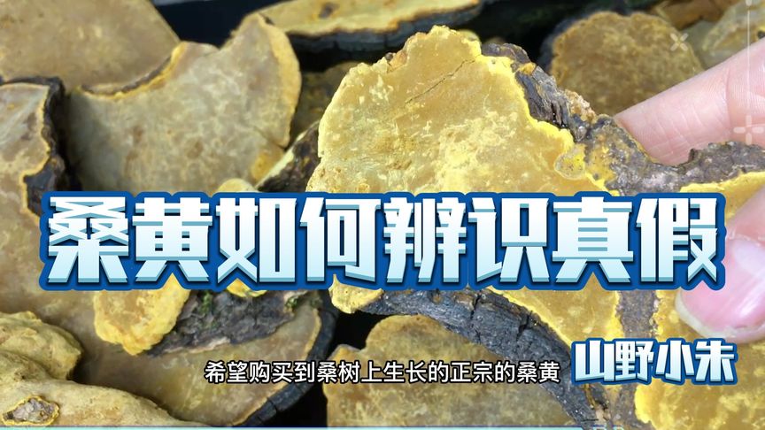 #桑黄如何辨识真假 #桑黄辨认 #桑黄鉴定 #桑黄辨别方法