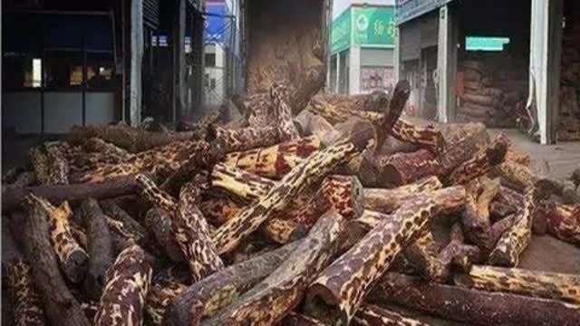 原来你手里的血檀手串,都是这么来的,非洲砍伐血檀的全过程!