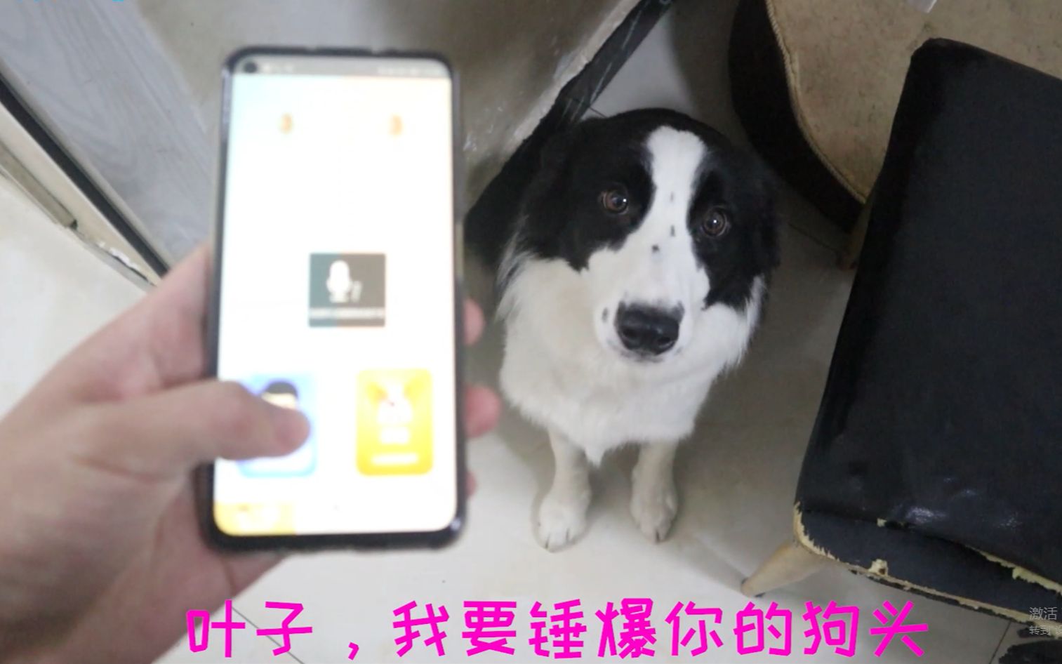 主人用狗语翻译器跟边牧对话,边牧居然听懂了!