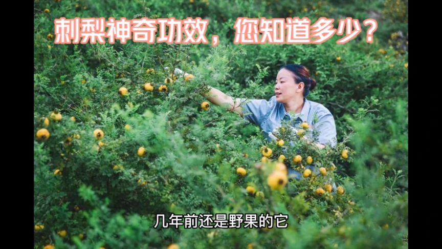 维C天花板-刺梨神奇功效,您知道多少?
