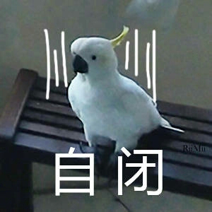 li雅肖 