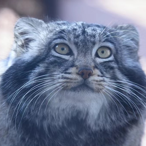 吃糖炒栗子的金渐层 