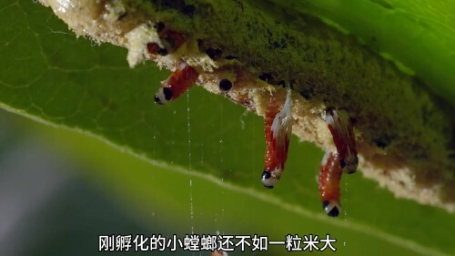 记录可爱的动物动物科普动物世界