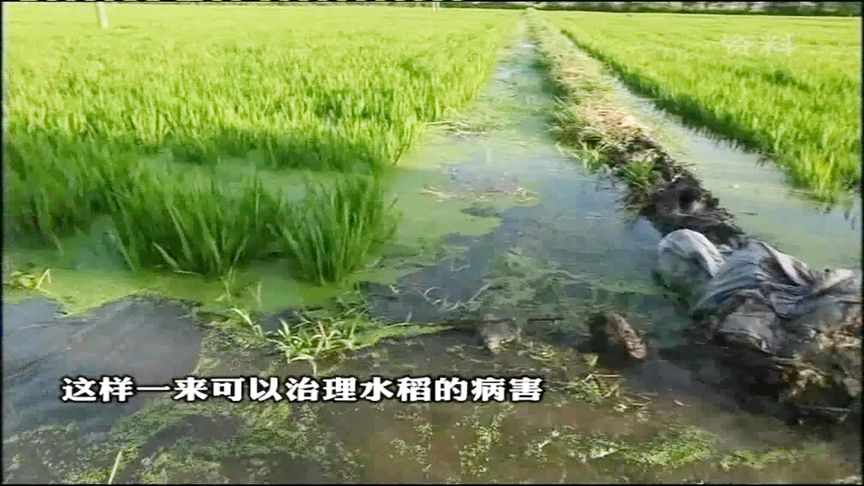水稻种植新模式,用水淹来消灭杂草害虫,收获绿色有机无公害大米