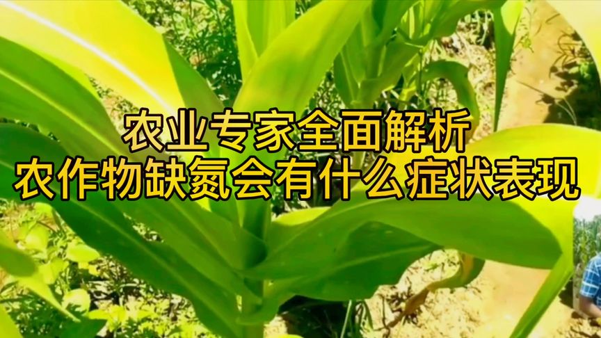 农业专家全面解析:农作物缺氮会有什么症状表现,你还不赶紧学学