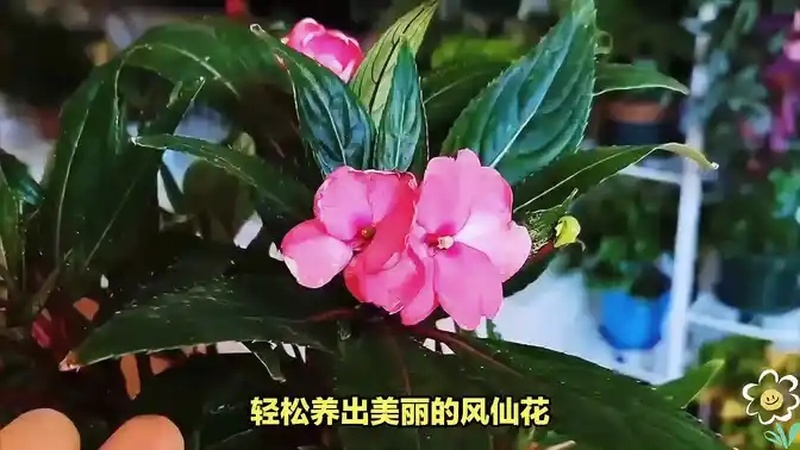 凤仙花种植有小妙招,按这做,轻松种出美丽花