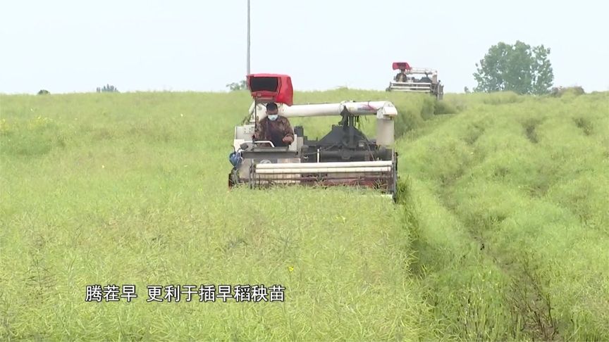 割油菜啦!万亩丰收农机忙 增产增收效率高 农民:好方便!
