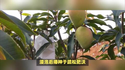 芒果种植方法,附芒果树养护技巧