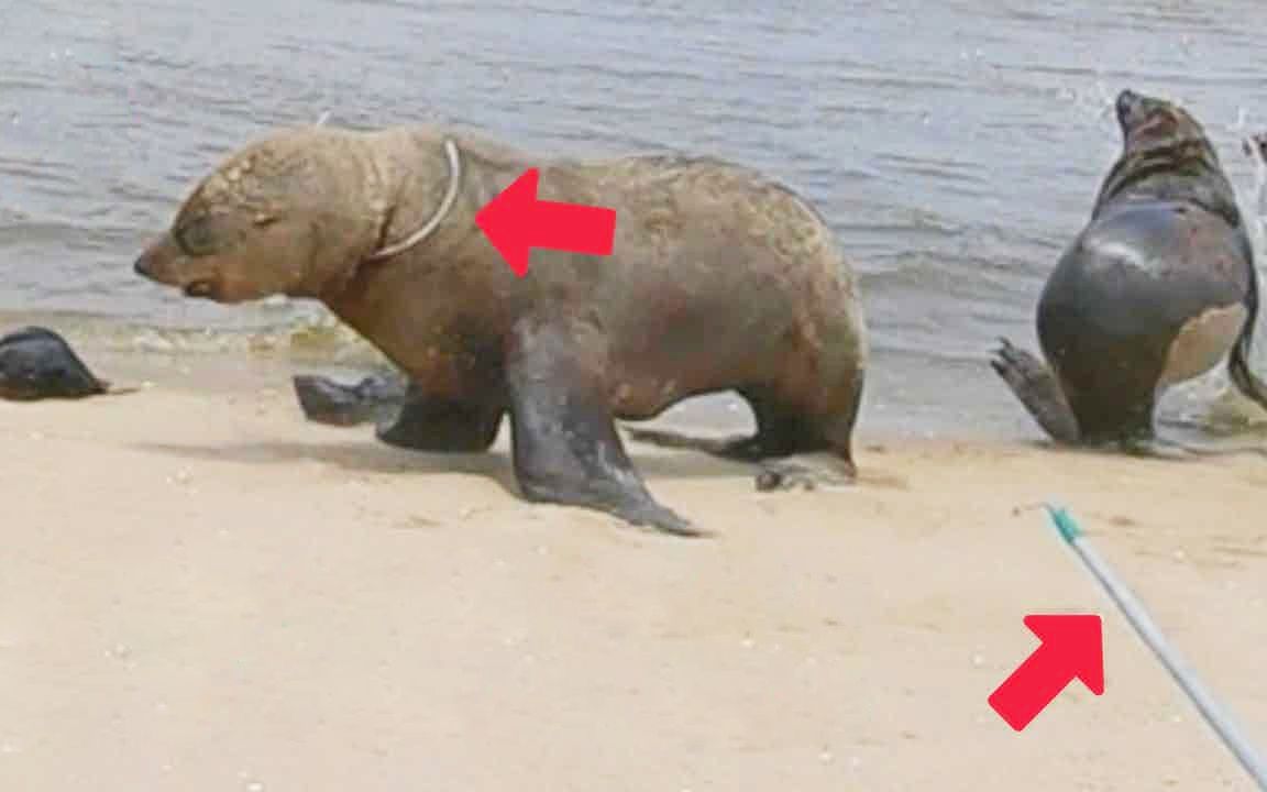 海滩上匍匐着用救援杆解救大海狮【纳米比亚海洋保护队】