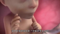 从精子到婴儿出生,3D演示胎儿发育过程,全程犹如科幻大片!