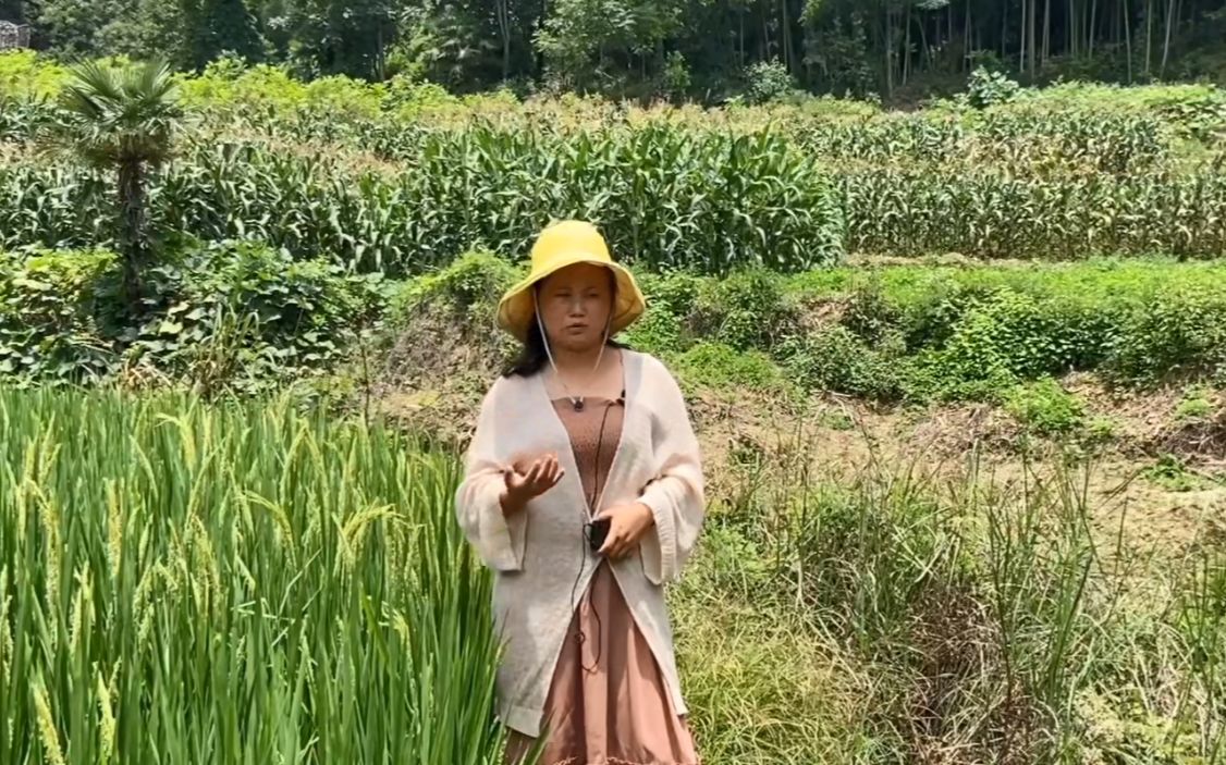 农村一种传统中药材,市场一斤能卖80元,而且人工种植也不难!