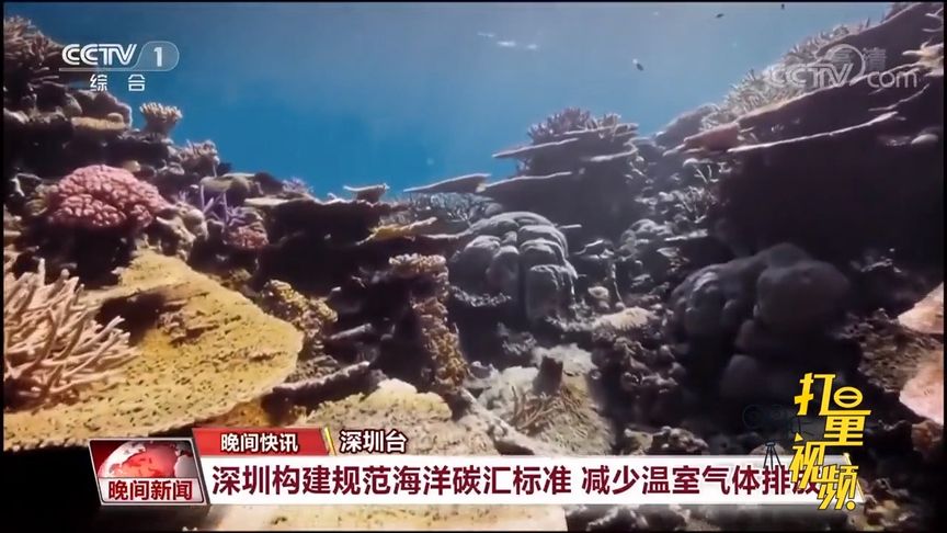 深圳构建规范海洋碳汇标准,减少温室气体排放