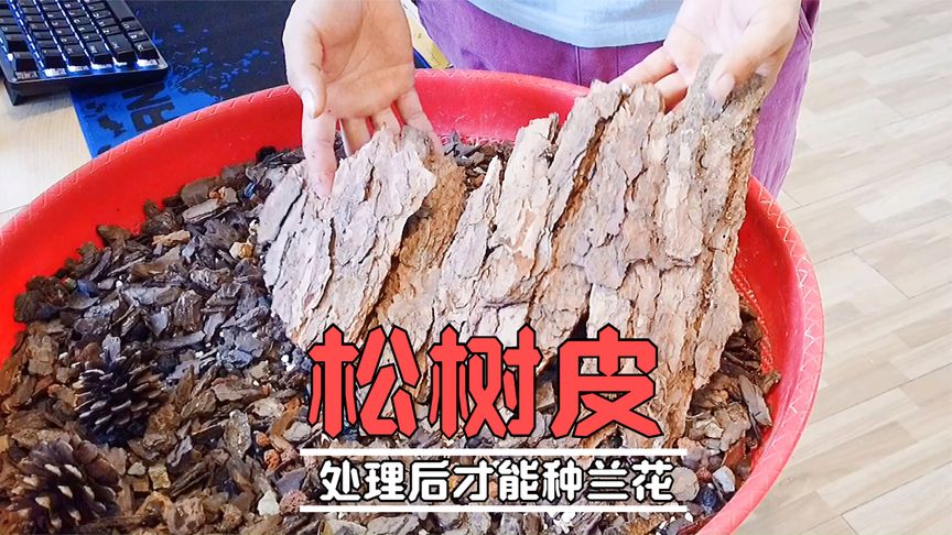 松树皮这样处理后才能种兰花 不然会烧根