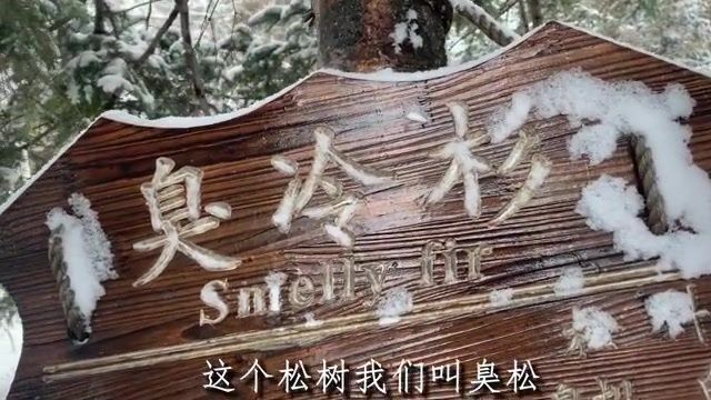 东北林场森林里各种植被,国强带你去深山林区认识一下!